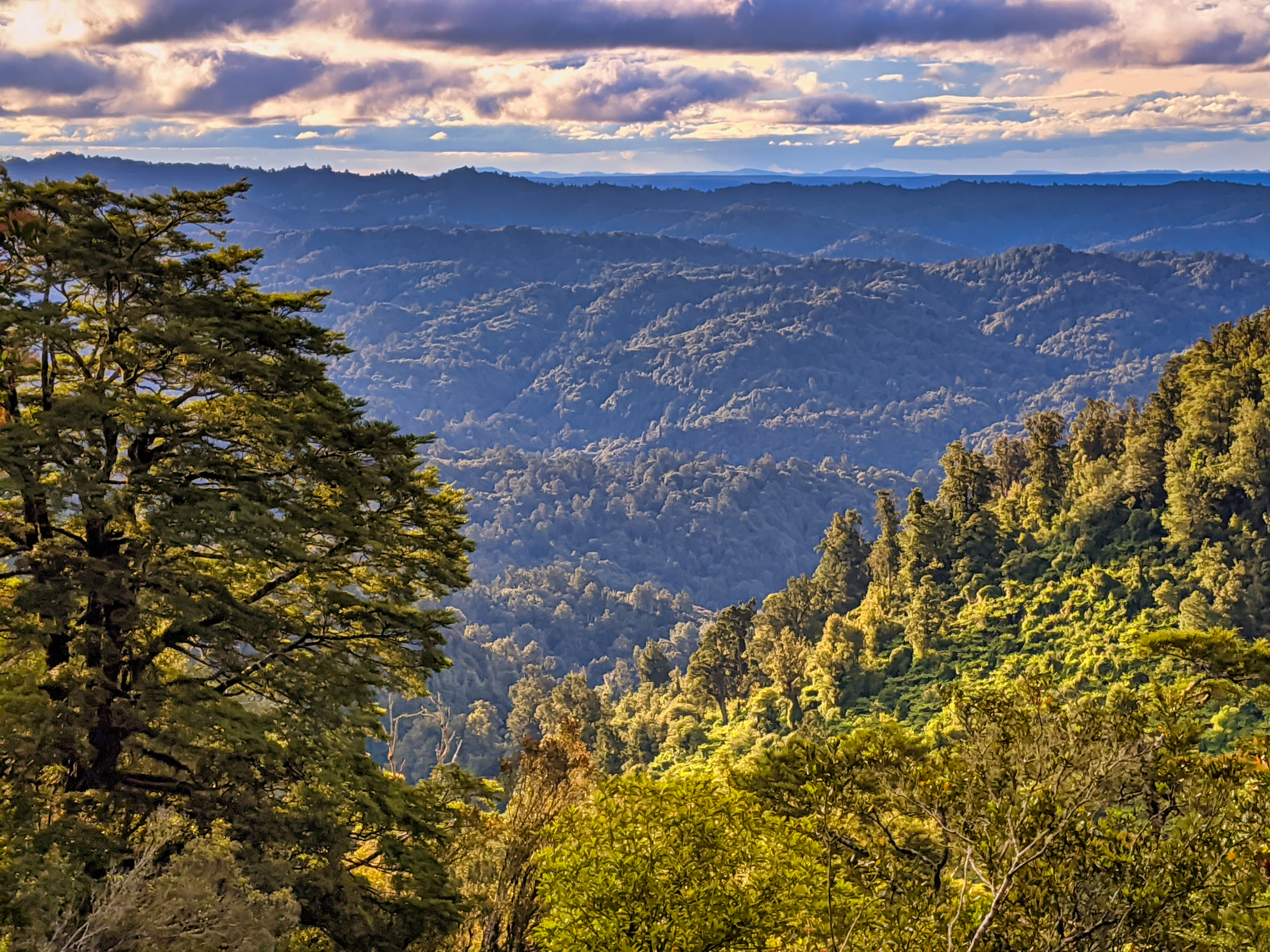 HBOP 2 – Waihi Rd to Whirinaki via Moerangi Track | Biking Pheasant